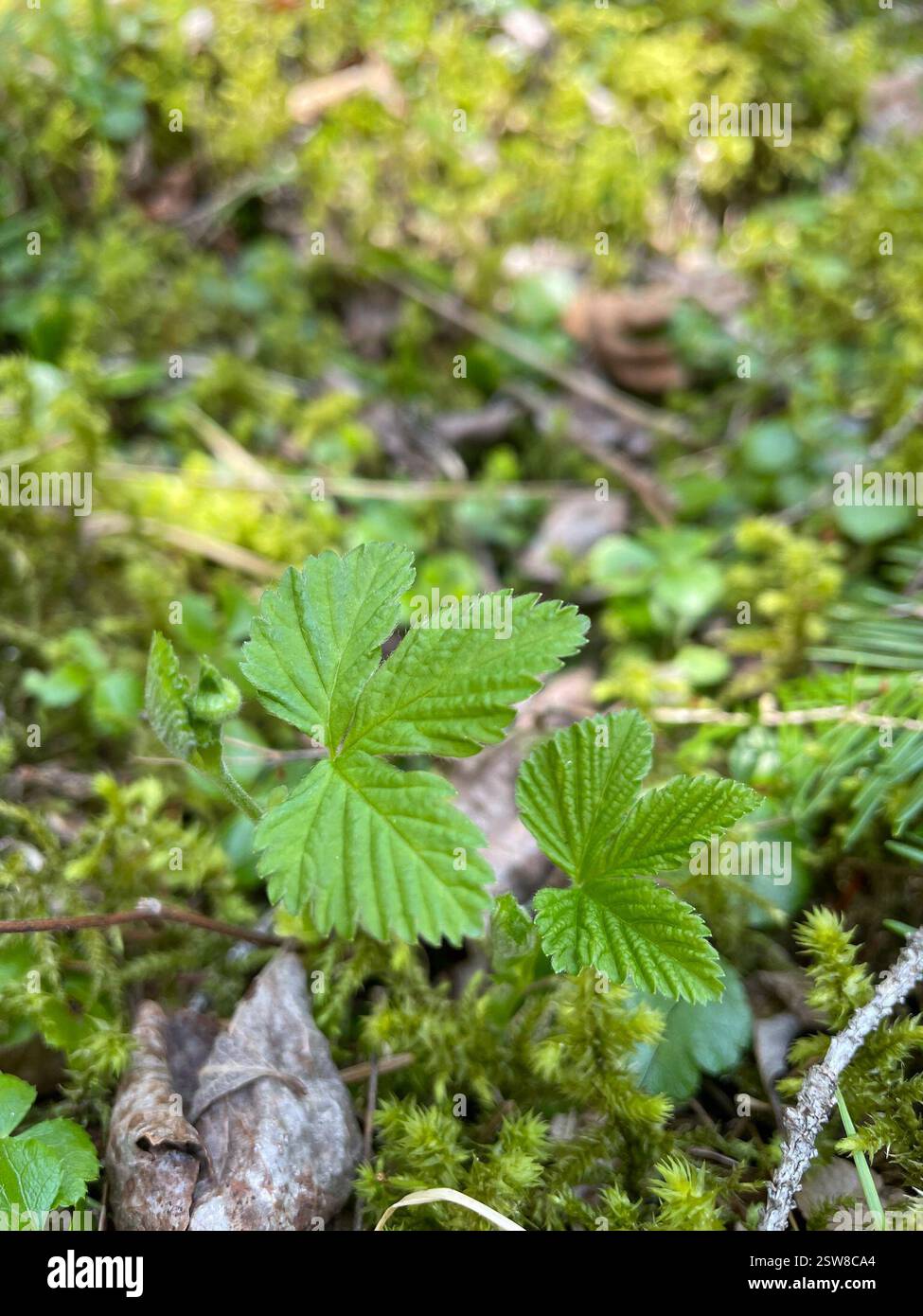 dwarf raspberry (Rubus pubescens), Plantae, Misery Bay Provincial Park ...