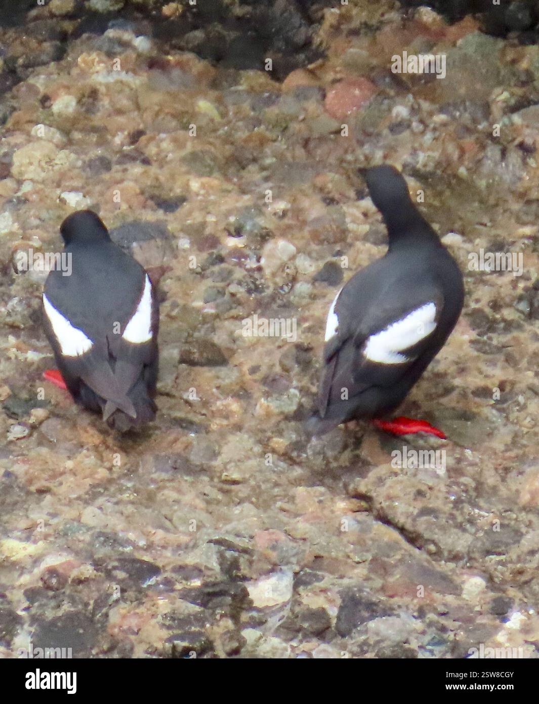 Pigeon Guillemot (Cepphus columba), Aves, Point Lobos State Natural ...