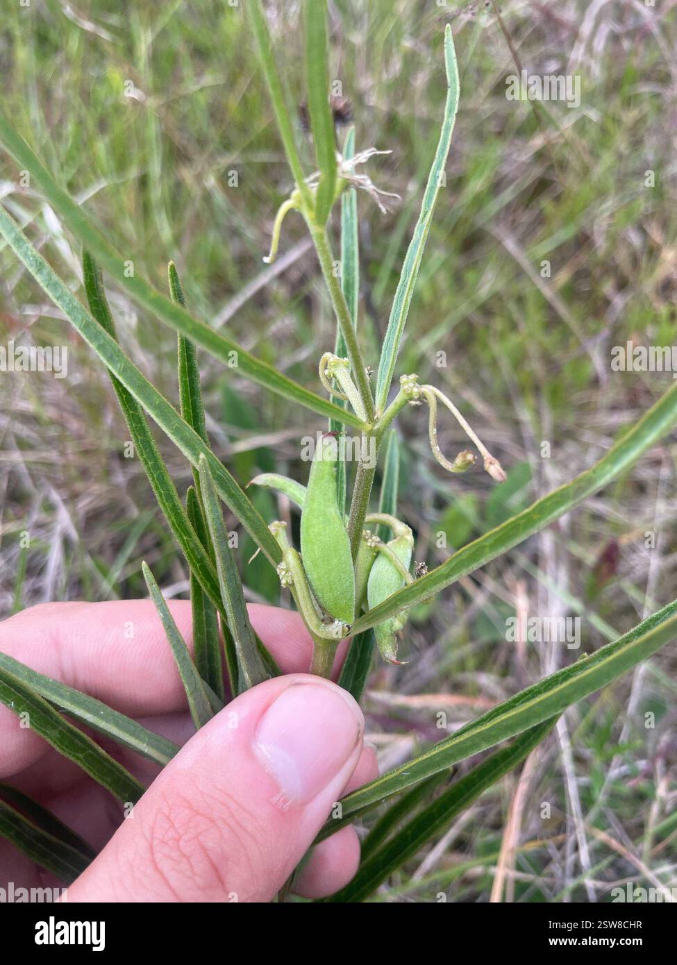 longleaf milkweed (Asclepias longifolia), Plantae, North Carolina, US ...
