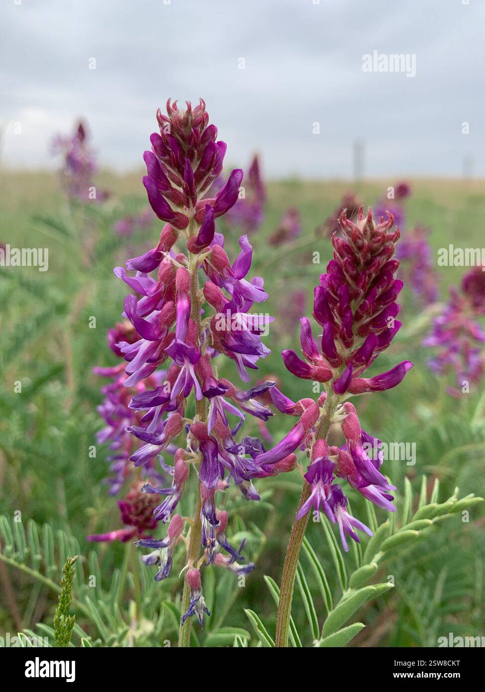 Two-grooved Milkvetch (Astragalus bisulcatus), Plantae, Highway 570 ...