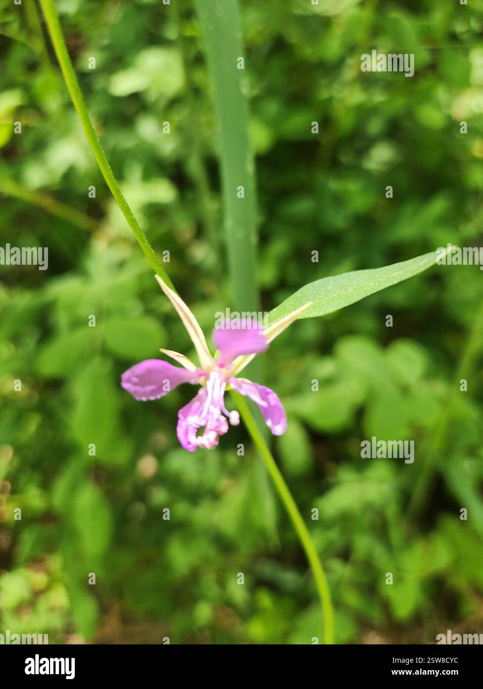 diamond clarkia (Clarkia rhomboidea), Plantae, Idyllwild-Pine Cove, CA ...