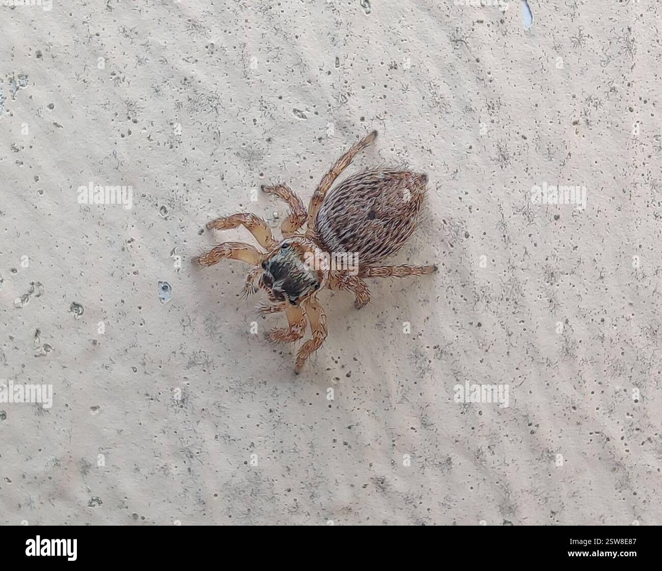 Mediterranean white-banded spider (Evarcha jucunda), Arachnida, Vis ...