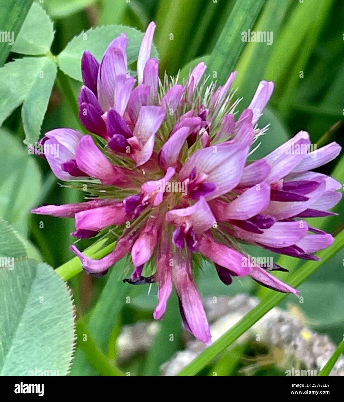 springbank clover (Trifolium wormskioldii), Plantae, Pebble Beach, CA ...