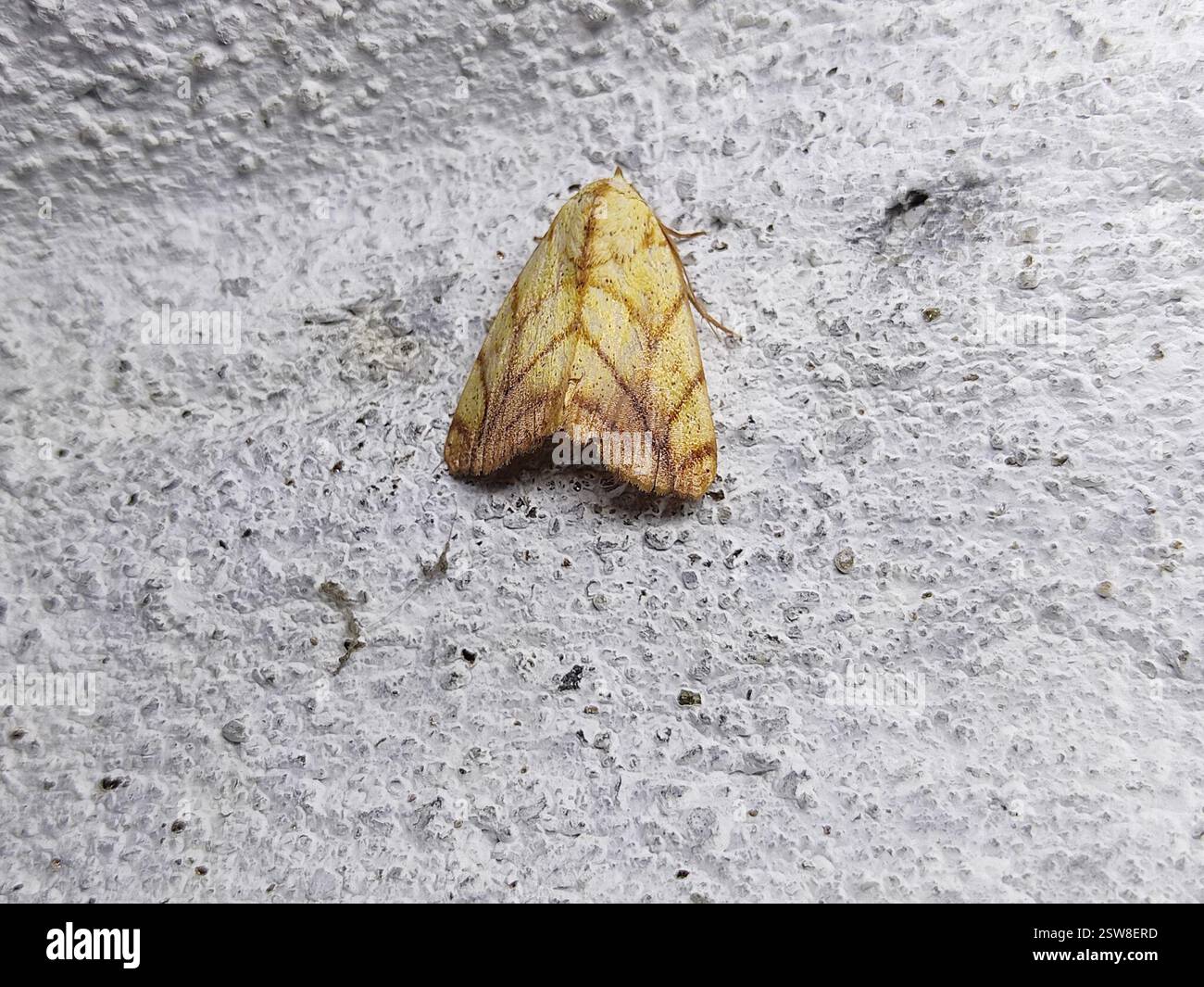 Transverse moth (Xanthodes transversa), Insecta, Kumplampoika, Kerala ...