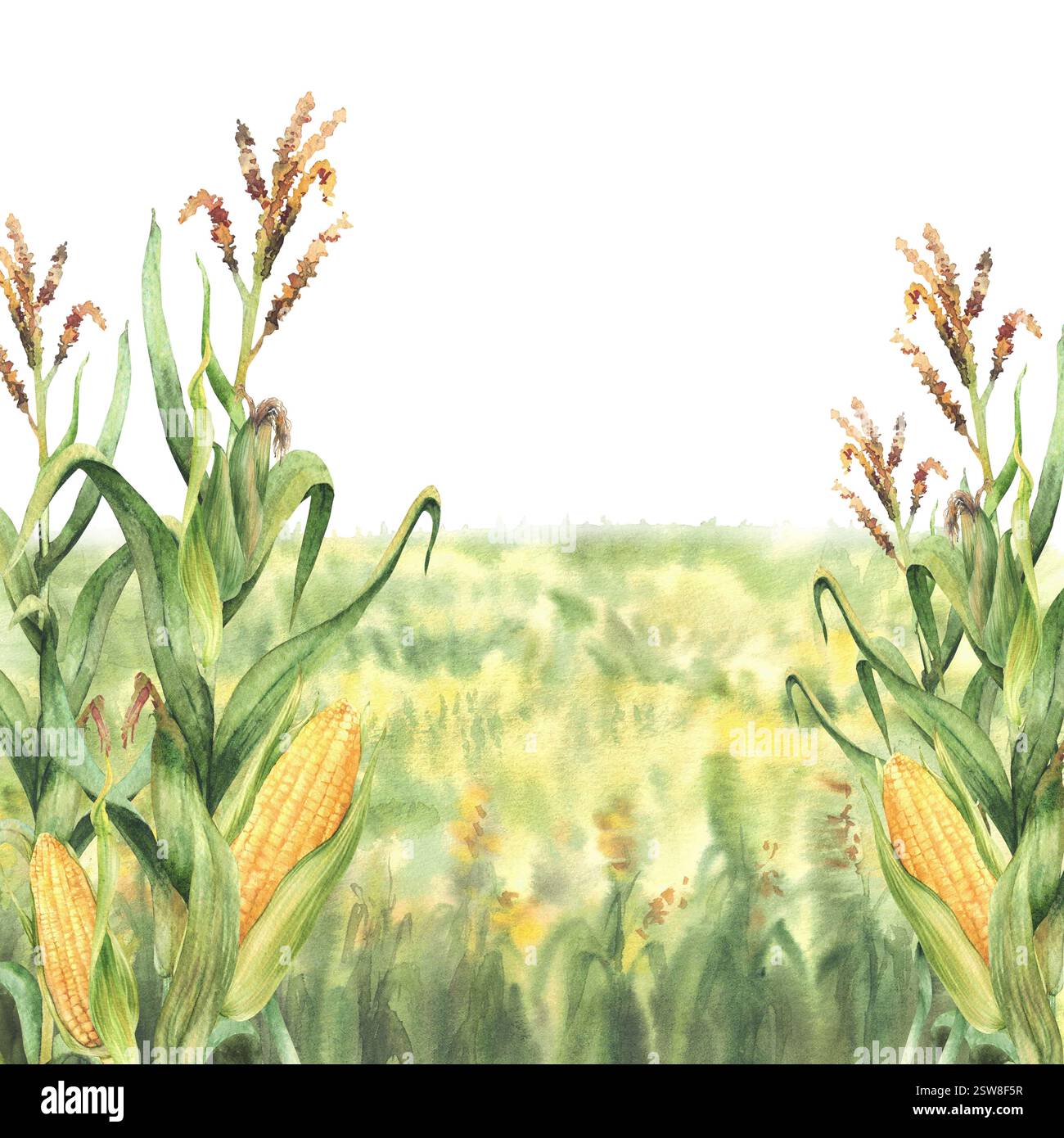 Cornfield or golden maize field watercolor clipart Hand painted ...
