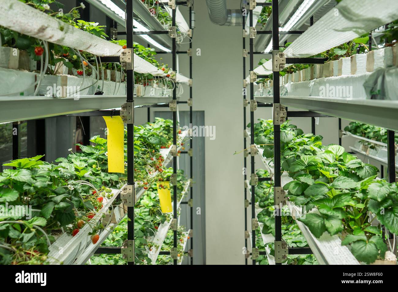 Commercial strawberry cultivation in greenhouse using hydroponic method ...