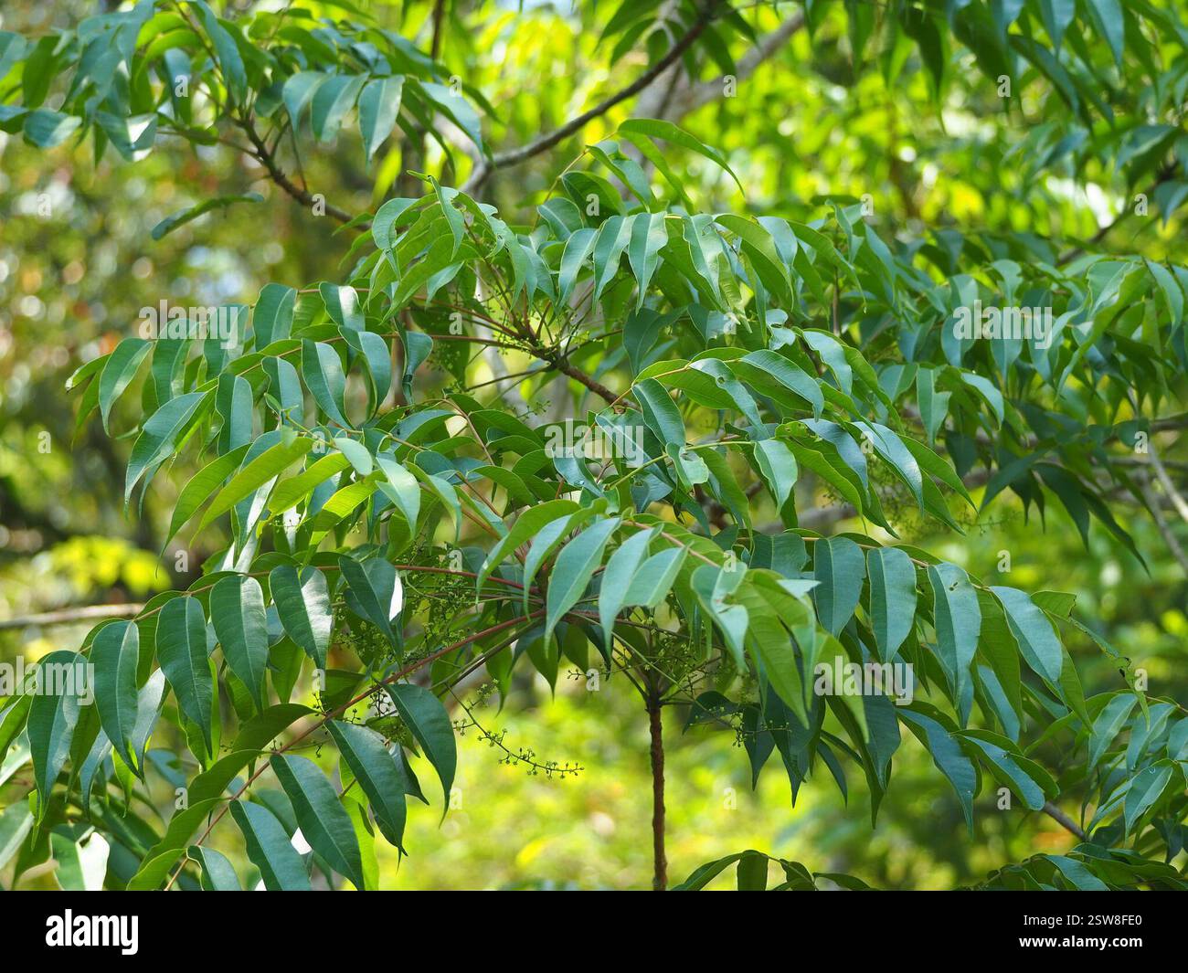 Japanese wax tree (Toxicodendron succedaneum), Plantae, 台灣新北市 Stock ...