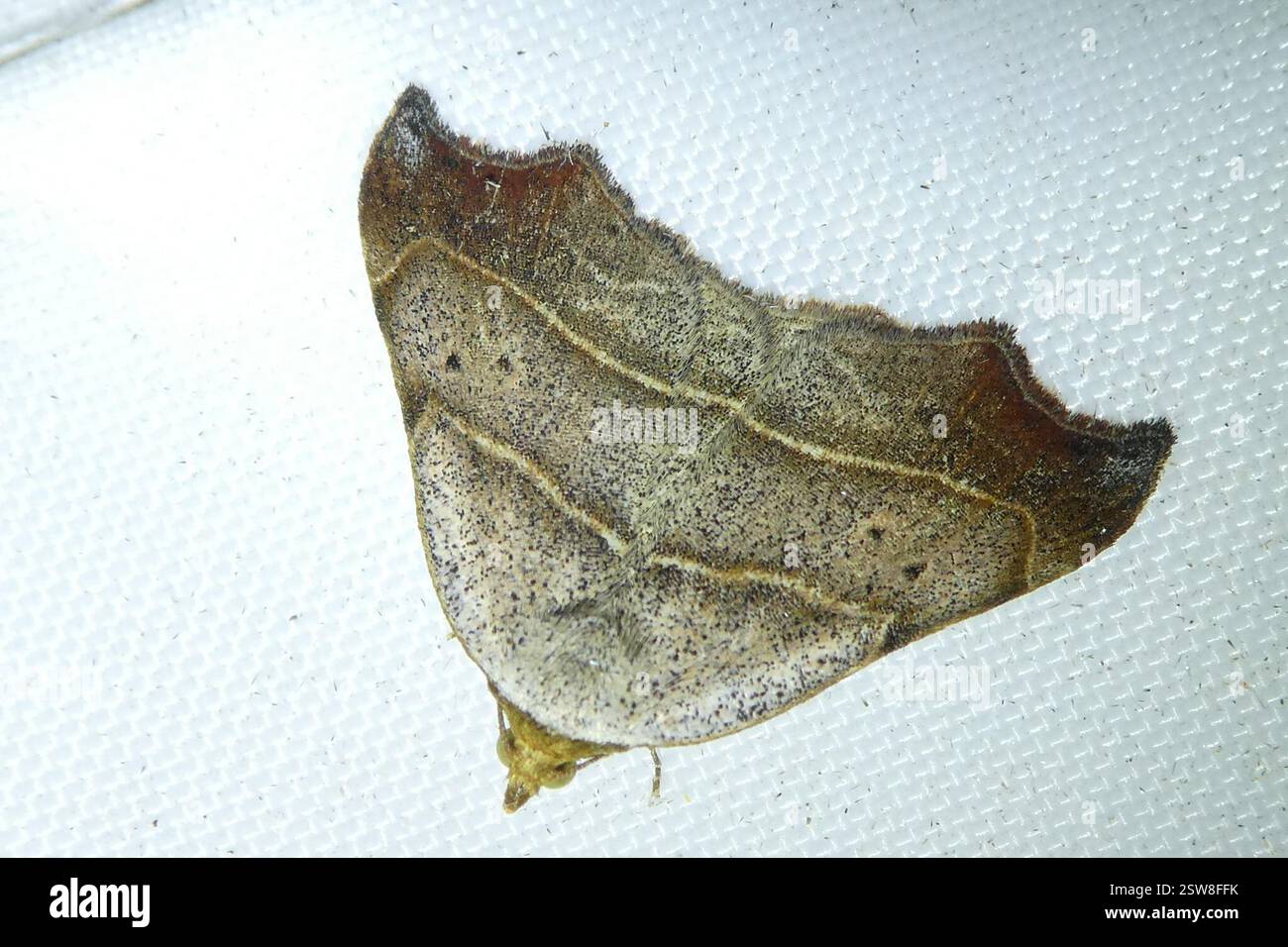 Beautiful Hook-tip (Laspeyria flexula), Insecta, South Heale Cottage ...