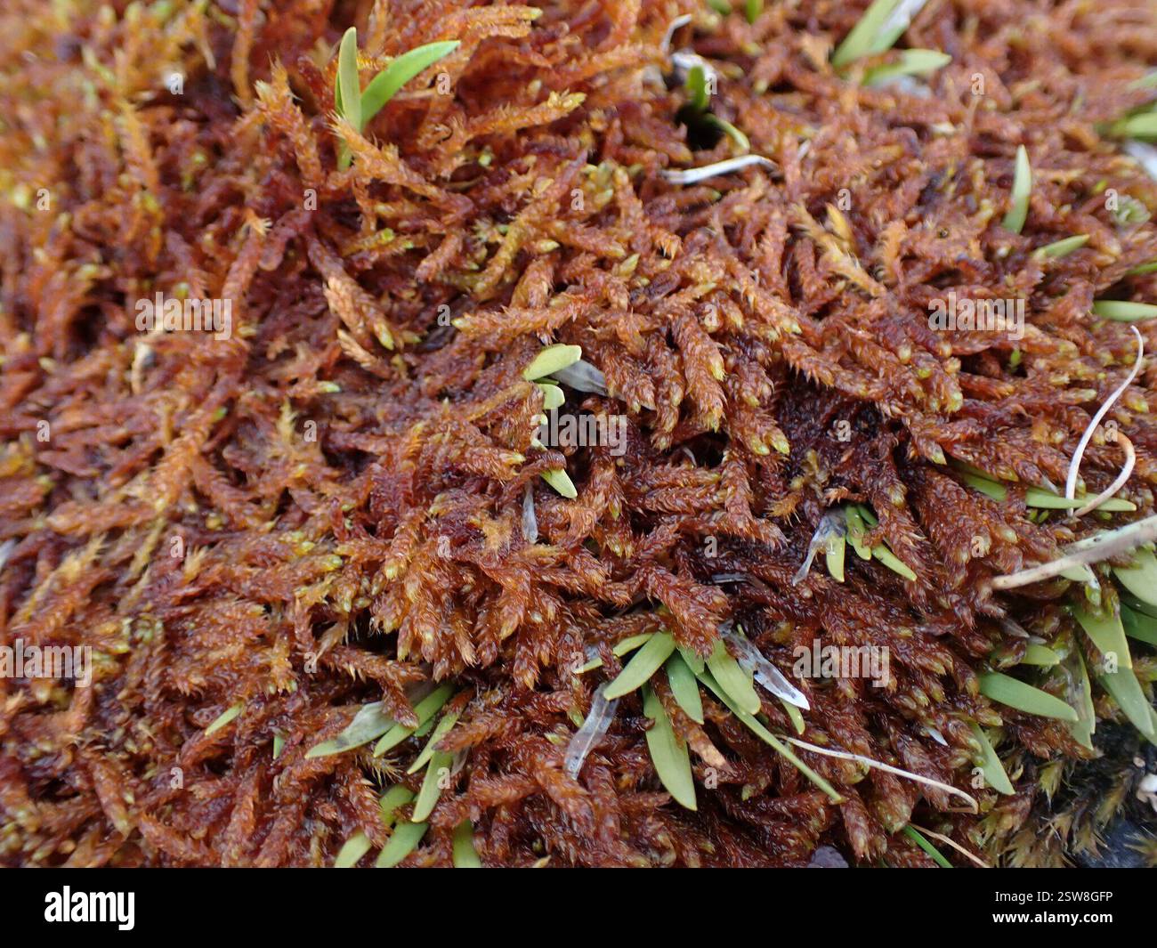 1055 bc hi-res stock photography and images - Alamy