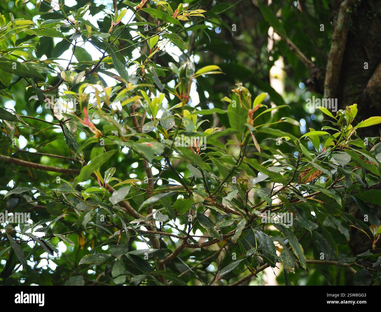Red Machilus (Machilus thunbergii), Plantae, 台灣桃園市 Stock Photo - Alamy