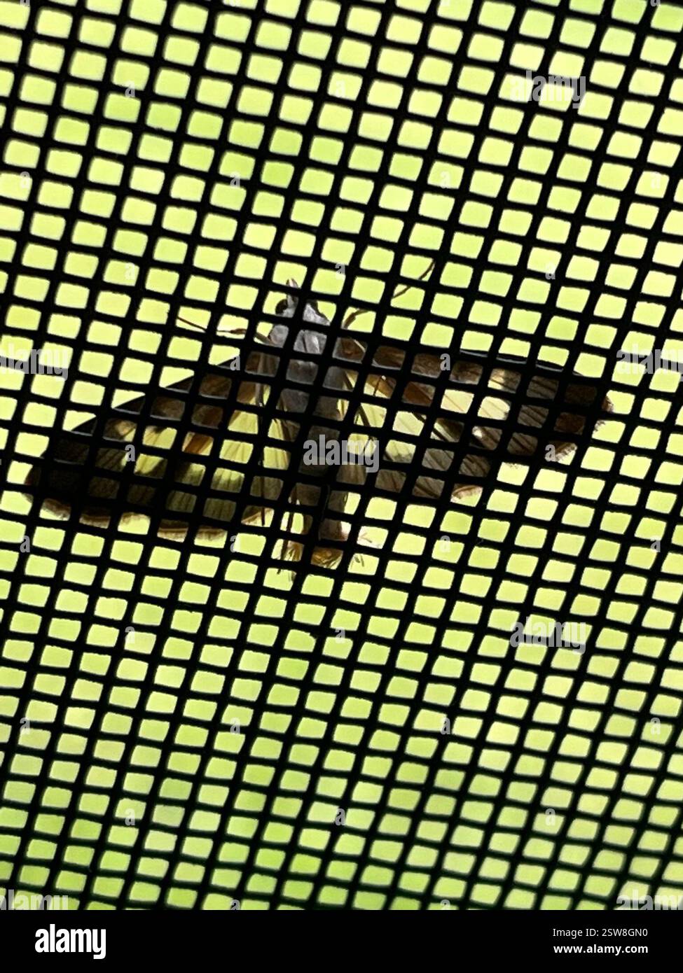 Pickleworm Moth (Diaphania nitidalis), Insecta, Florida, US Stock Photo ...