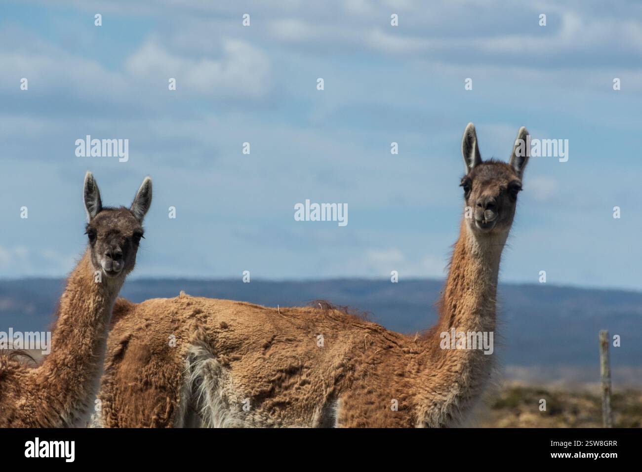Telephoto of two Guanacos -Lama guanicoe- roaming around Tierra de ...