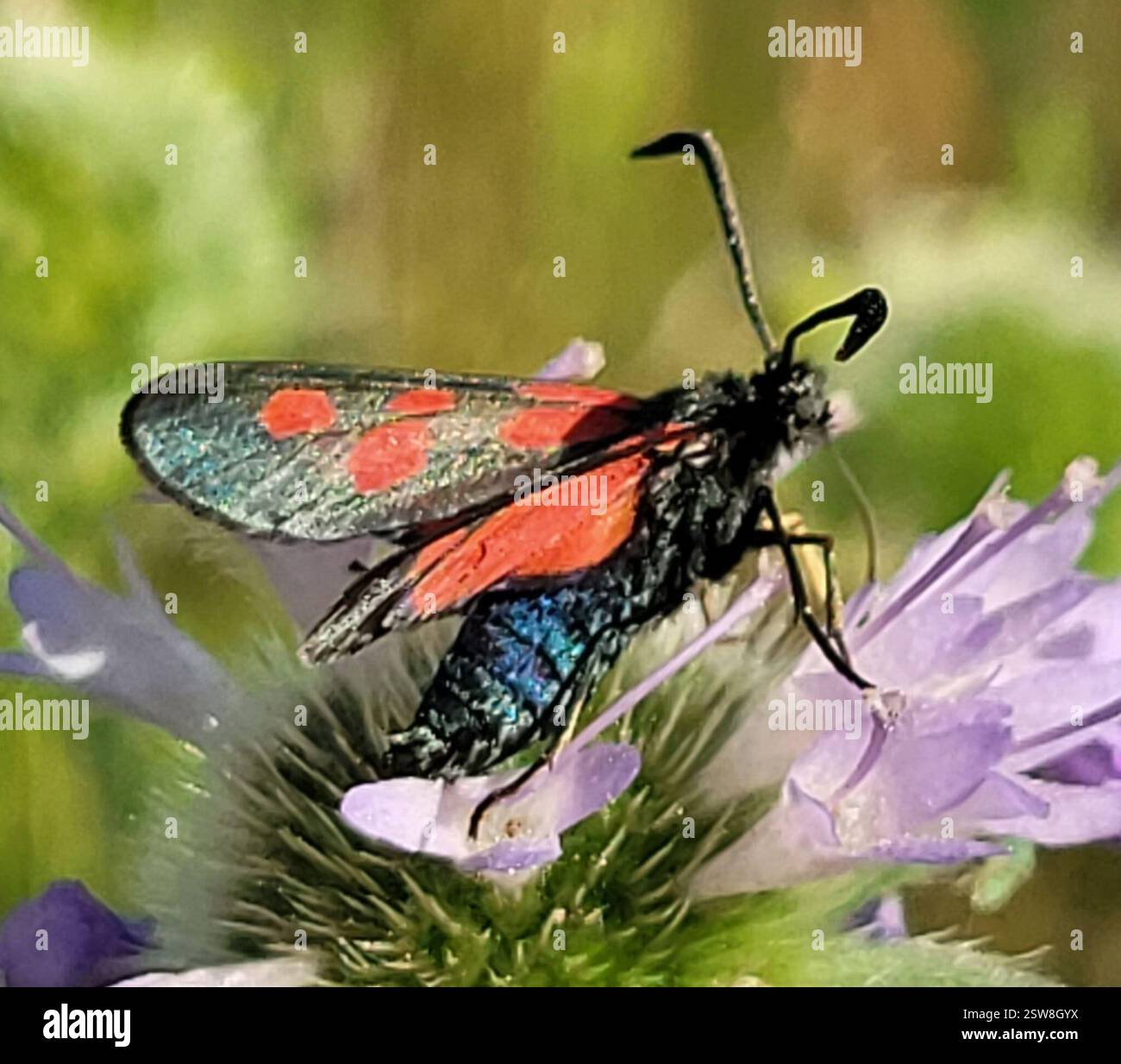 New Forest Burnet (Zygaena viciae), Insecta, 3450 Lillerød, Danmark ...