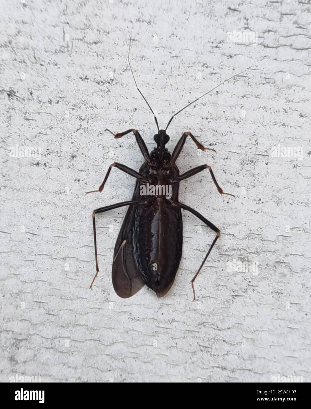Masked Hunter (Reduvius personatus), Insecta, Northeim, DE-NI, DE, dead ...