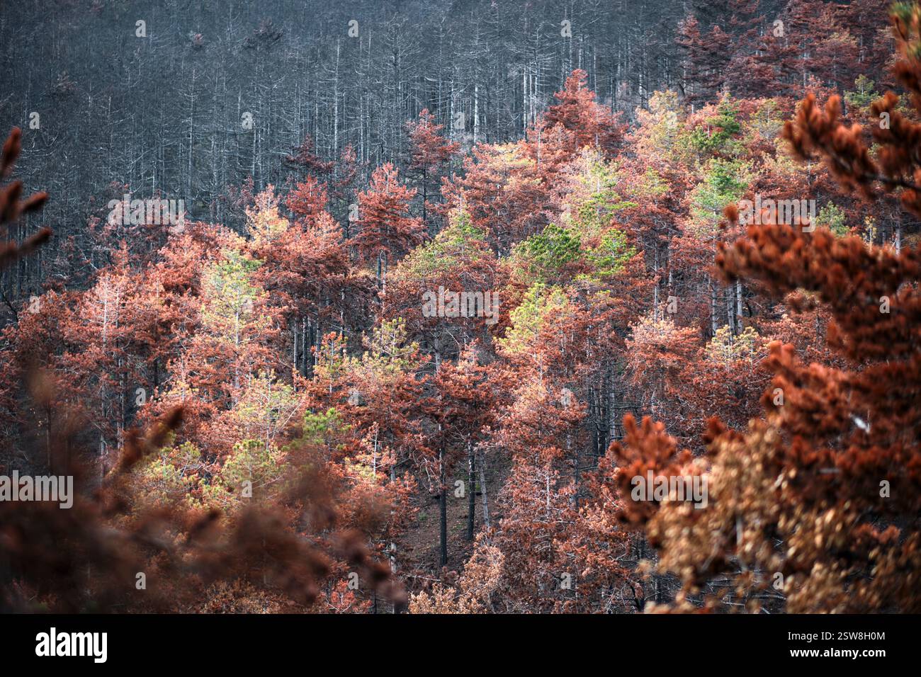 Burnt forest showing new growth after wildfire devastation Stock Photo ...