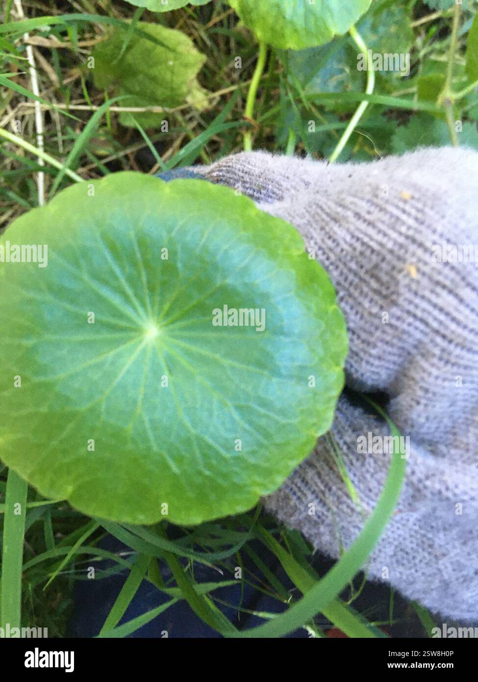 largeleaf pennywort (Hydrocotyle bonariensis), Plantae, Leigh Reserve ...