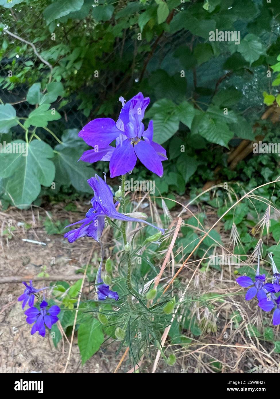 doubtful knight's-spur (Delphinium ajacis), Plantae, S Quail St ...