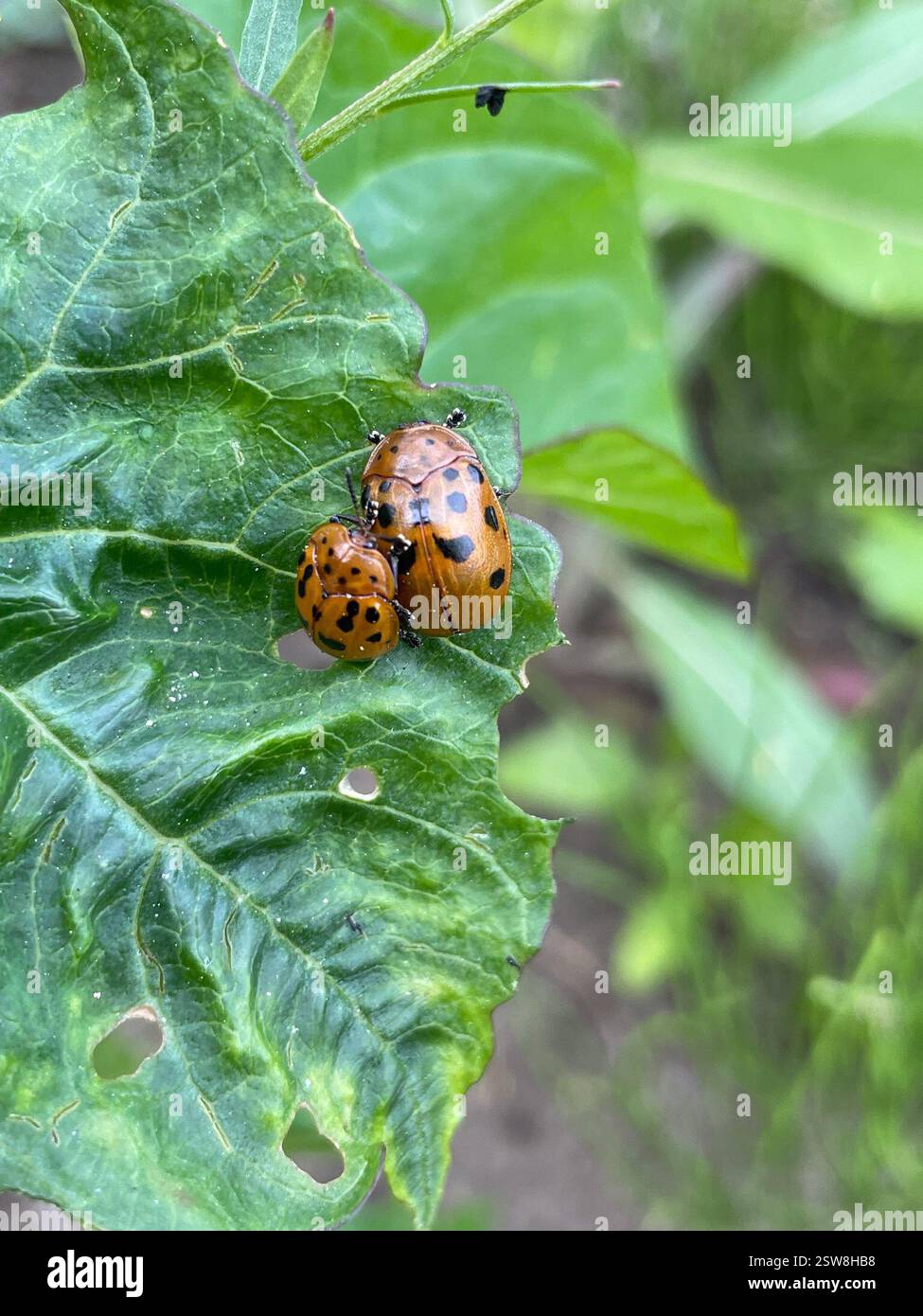 Argus Tortoise Beetle (Chelymorpha cassidea), Insecta, Nottawasaga ...