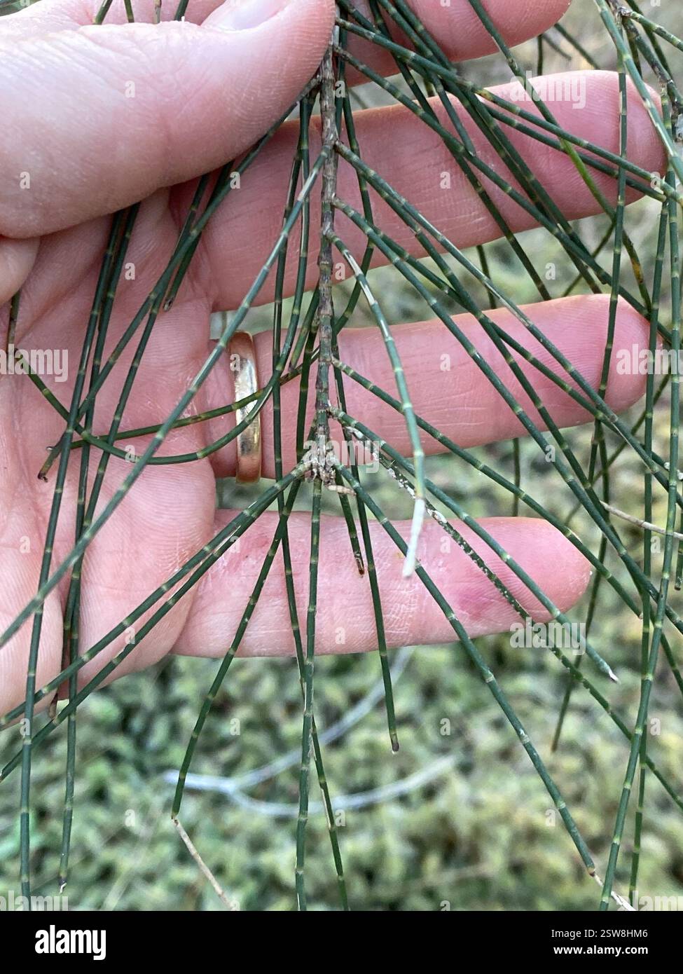 Swamp sheoak (Casuarina glauca), Plantae, Southeast Outer Brisbane ...