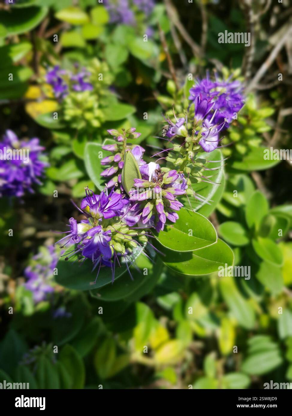 Hedge Veronica (Veronica × franciscana), Plantae, Lifeboat House, Moelfre LL72 8LG, UK, Large ...