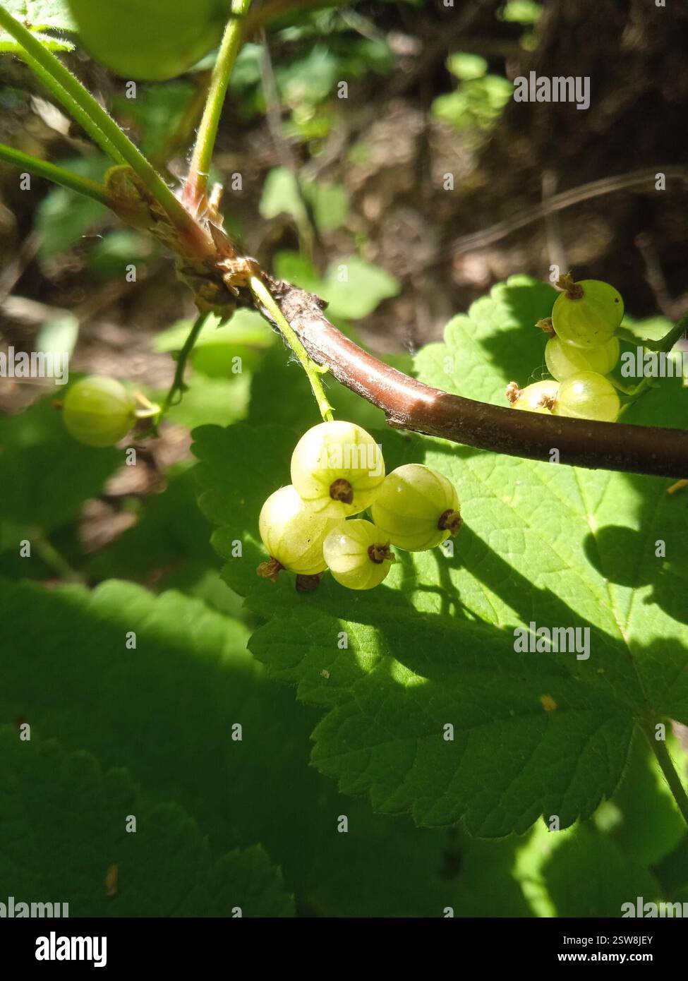 currants and gooseberries (Ribes), Plantae, Новосибирская обл., Россия ...