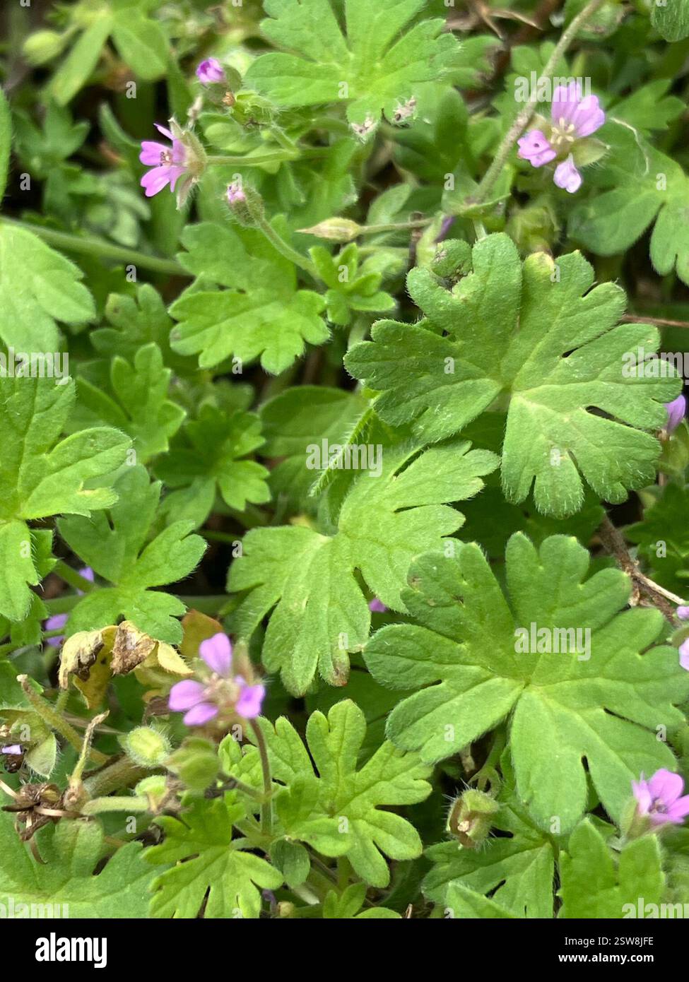 Small-flowered Crane's-bill (Geranium pusillum), Plantae, Schloss ...