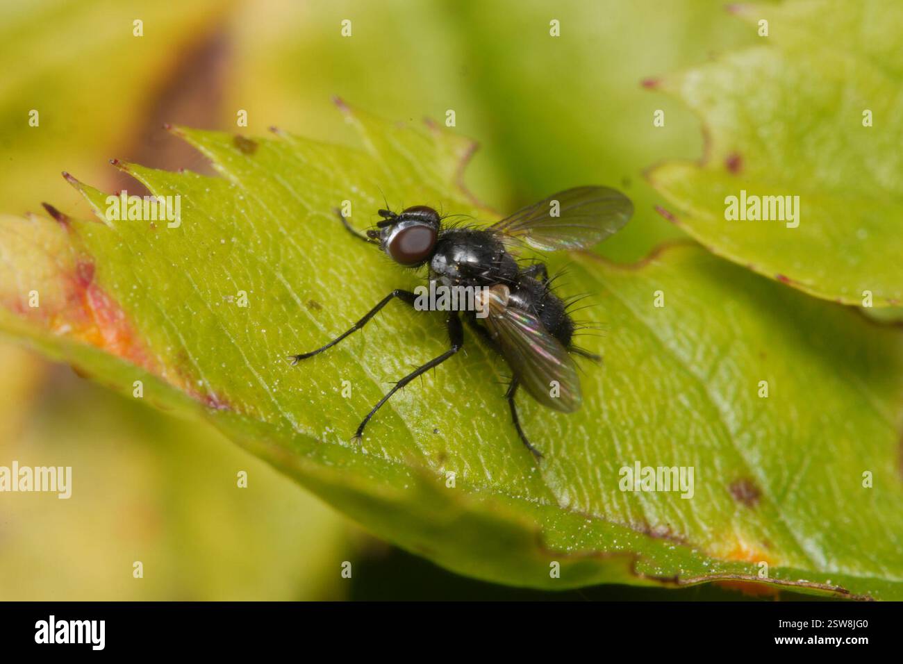 (Phania funesta), Insecta, 34516 Vöhl, Deutschland Stock Photo - Alamy
