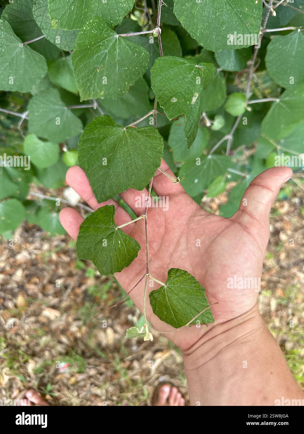 mustang grape (Vitis mustangensis), Plantae, Texas School for the Deaf ...