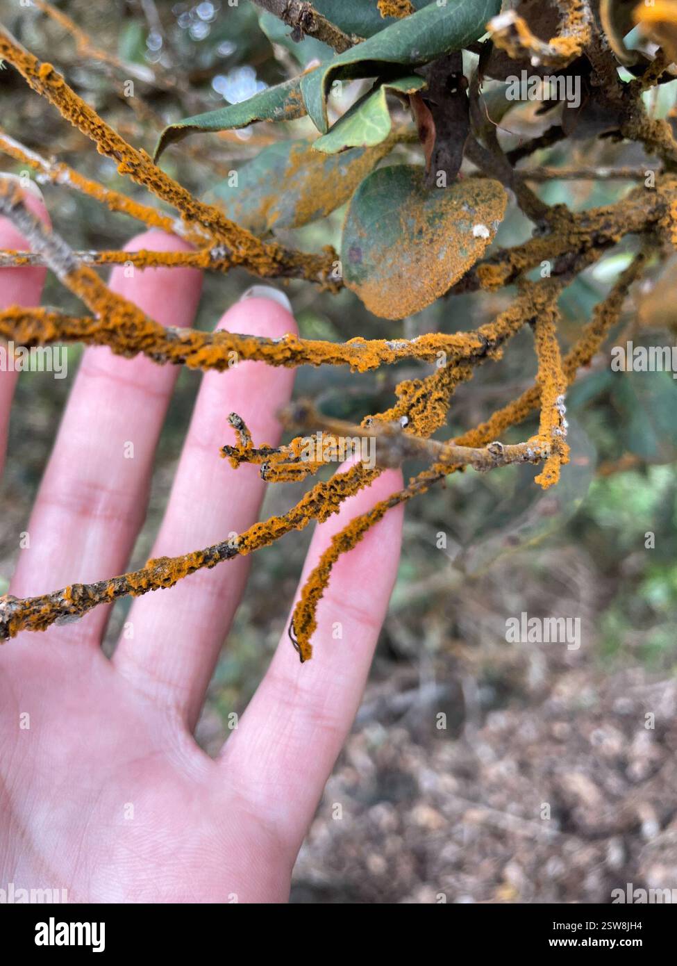 Orange Terrestrial Algae (Trentepohliales), Plantae, Hawaii, Hawaii ...