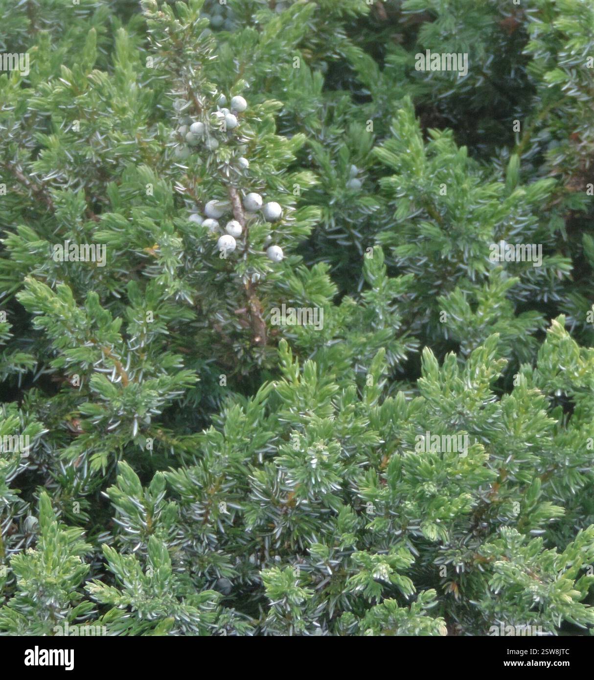 common juniper (Juniperus communis), Plantae, Kootenay Boundary, BC ...