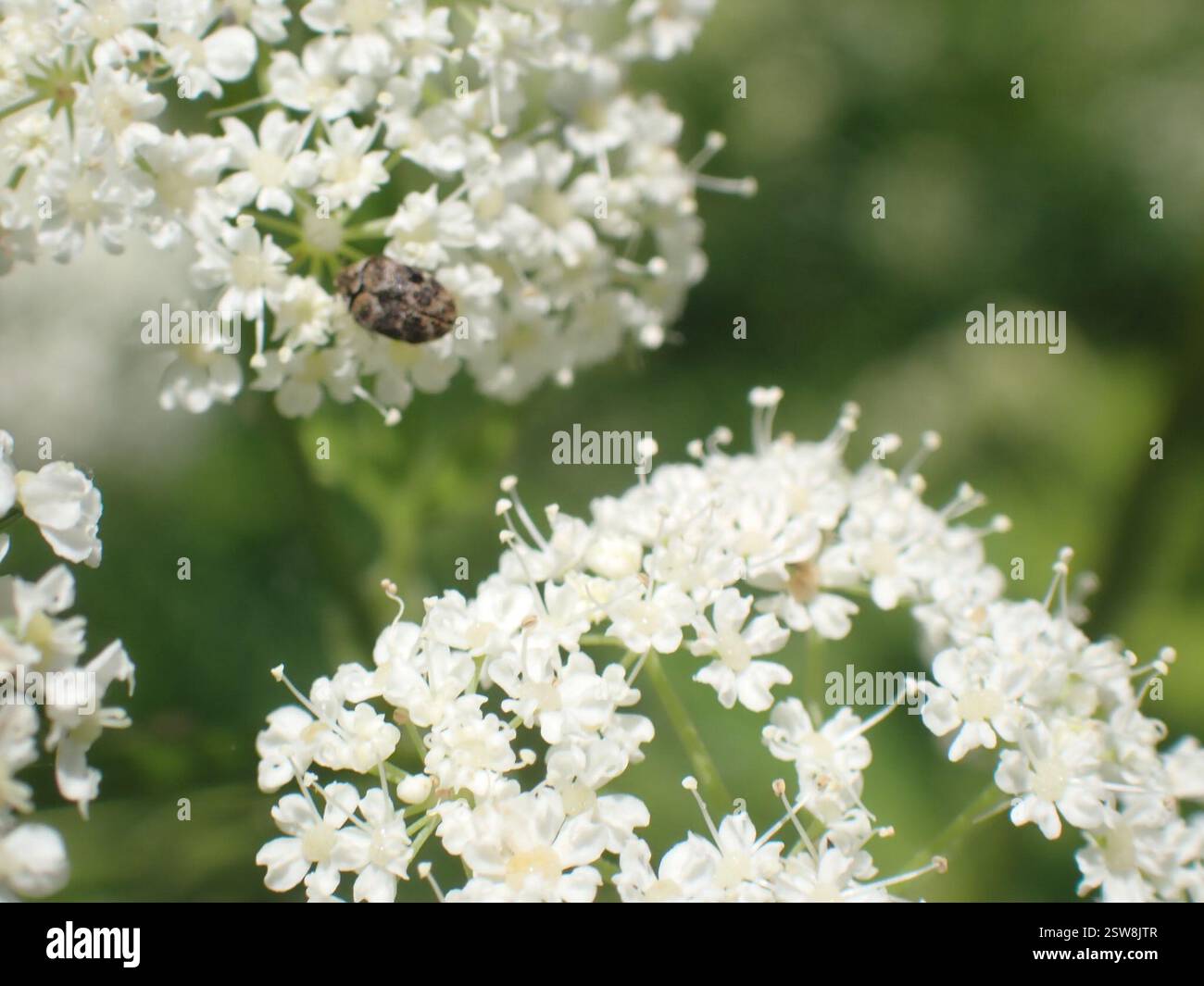 Museum Beetle (Anthrenus museorum), Insecta, Viljandi, EE Stock Photo ...