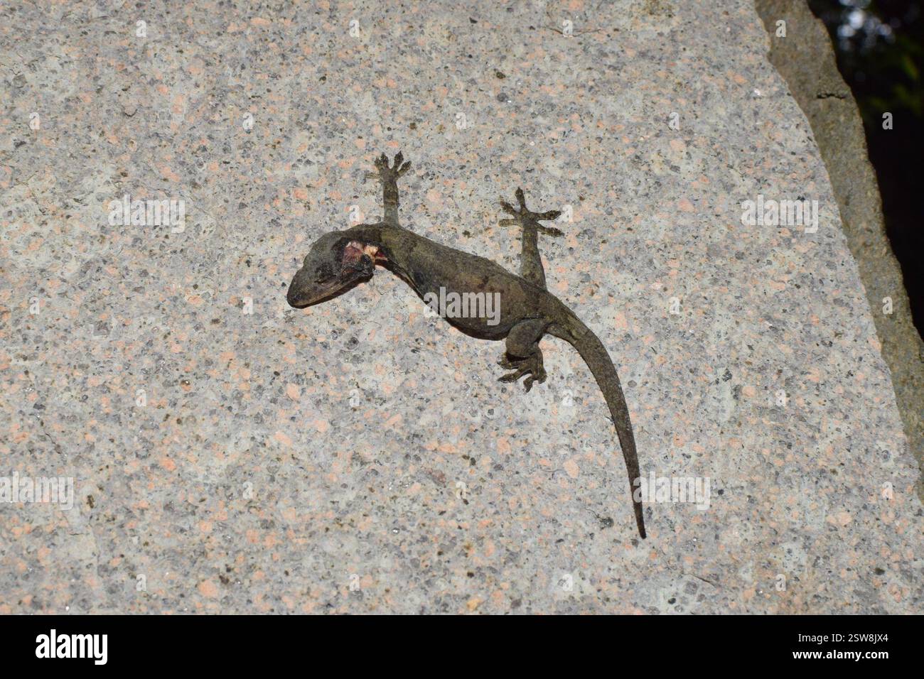 Japanese Giant Gecko (Gekko japonicus), Reptilia, 中国浙江省杭州市西湖区 Stock ...