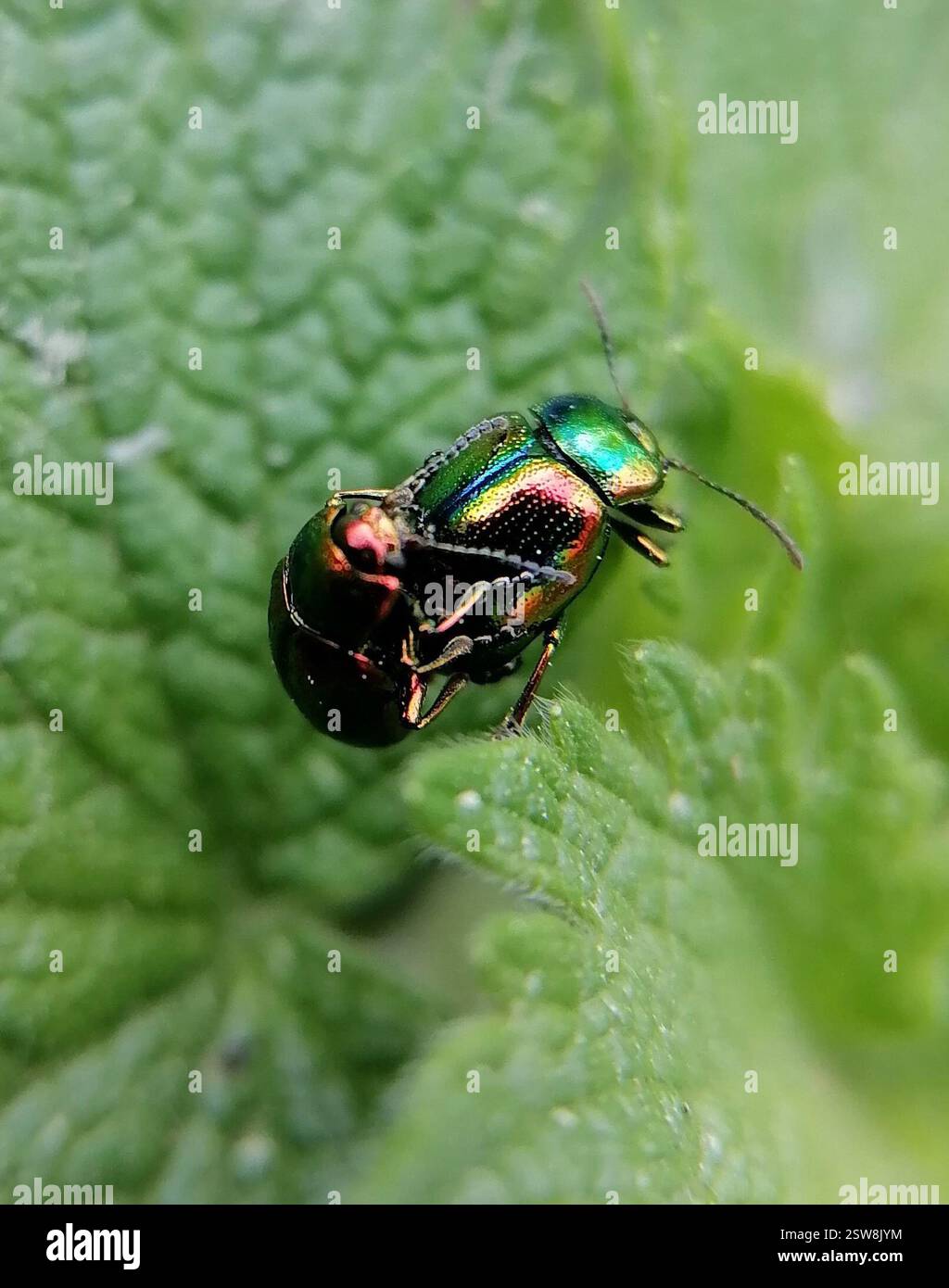 Dead-nettle Leaf Beetle (Fasta fastuosa), Insecta, 11, Новосибирск ...