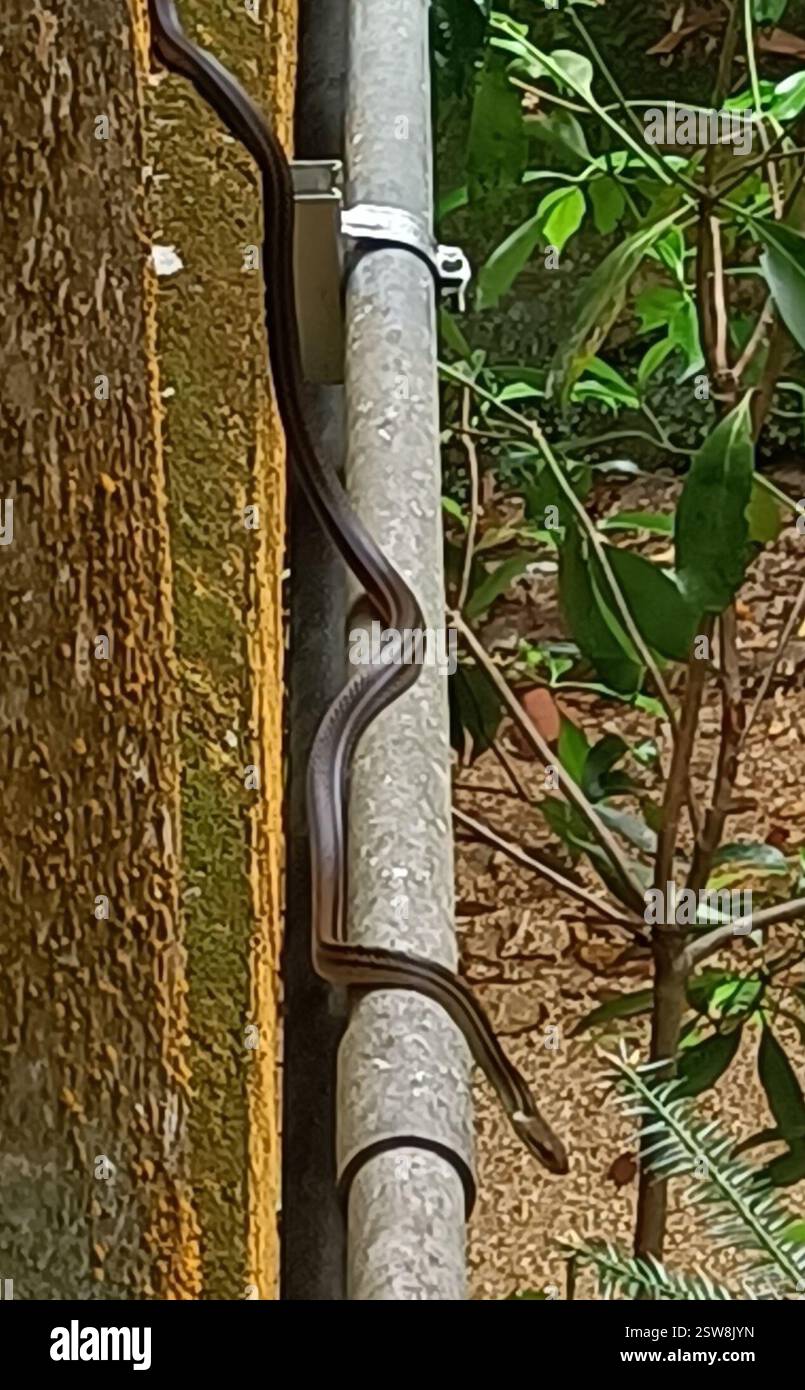 Japanese Four-lined Ratsnake (Elaphe quadrivirgata), Reptilia, 厳島 ...
