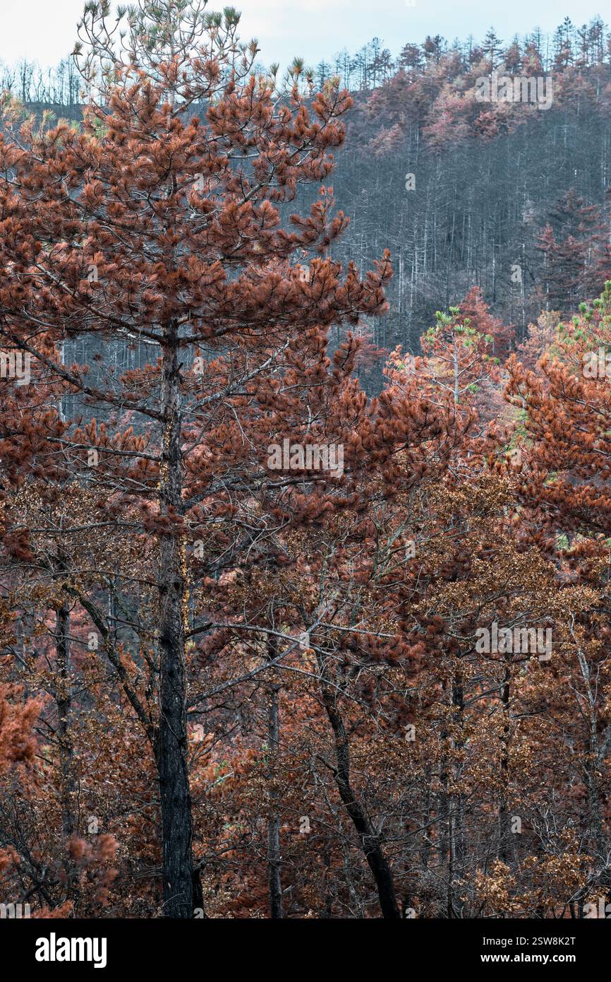 Burnt trees dominating a desolate forest landscape after wildfire Stock ...