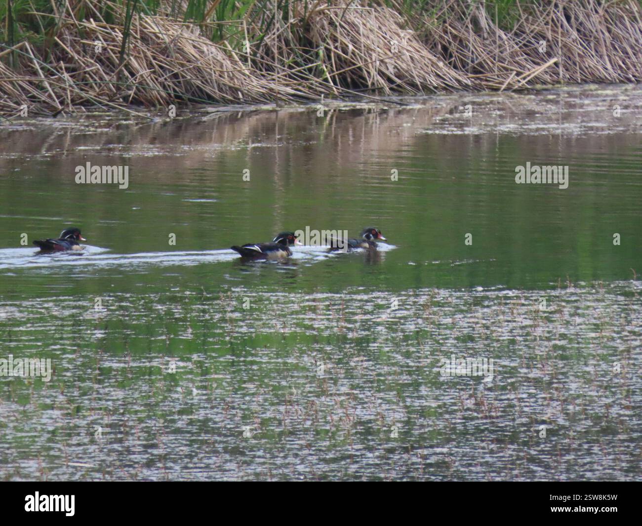 Wood Duck (Aix sponsa), Aves, Okanagan-Similkameen, BC, Canada Stock ...