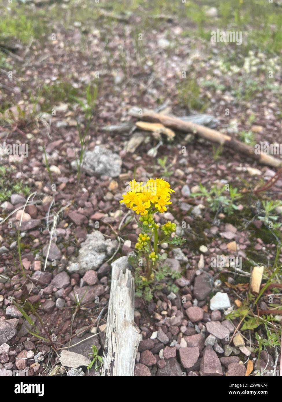 Lobeleaf Groundsel (Packera multilobata), Plantae, Ashley National ...