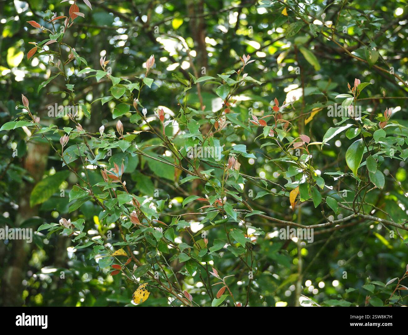 Lindera communis hi-res stock photography and images - Alamy
