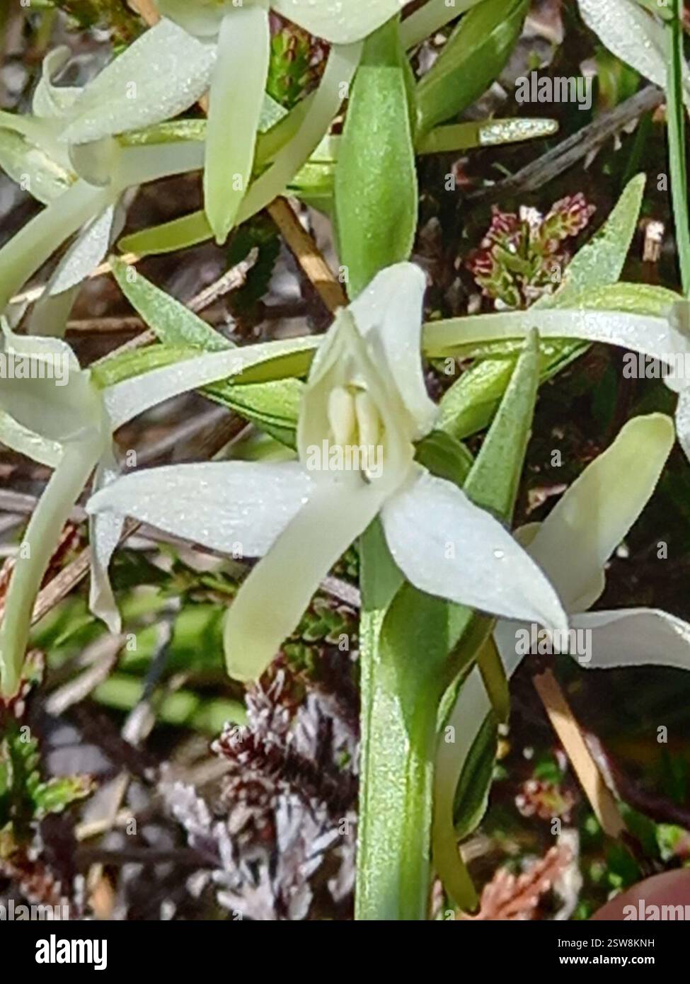 Lesser butterfly-orchid (Platanthera bifolia), Plantae, Kilchoan ...