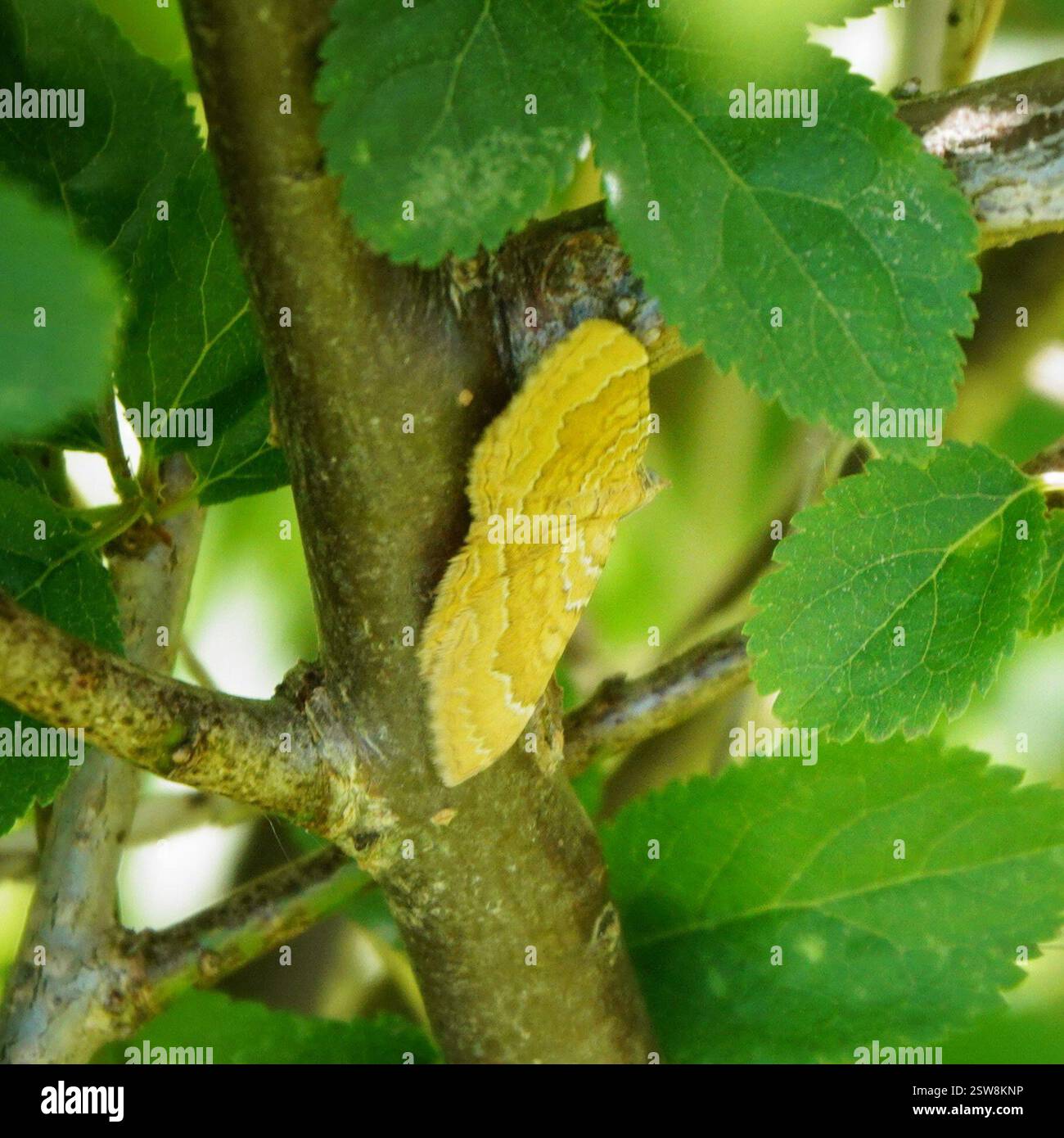 Yellow Shell Moth (Camptogramma bilineata), Insecta, 3000 Helsingør ...