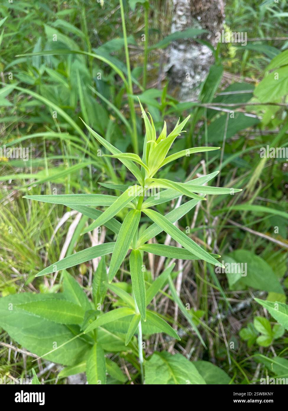 Gray's lily (Lilium grayi), Plantae, North Carolina, US Stock Photo - Alamy