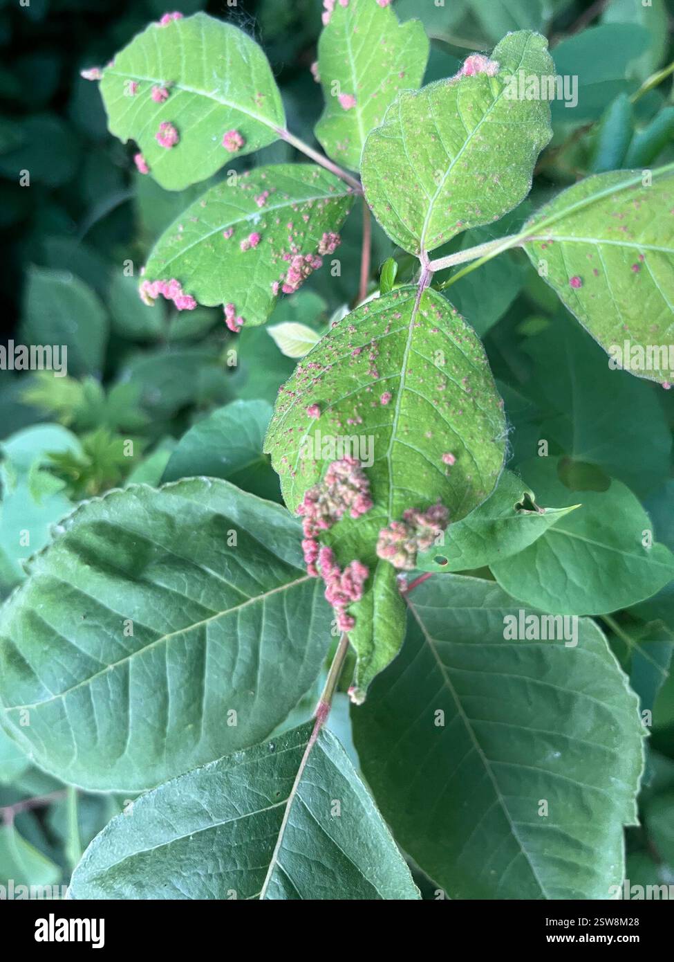 Poison Ivy Leaf Mite (Aculops rhois), Arachnida, Indian Cave State Park ...