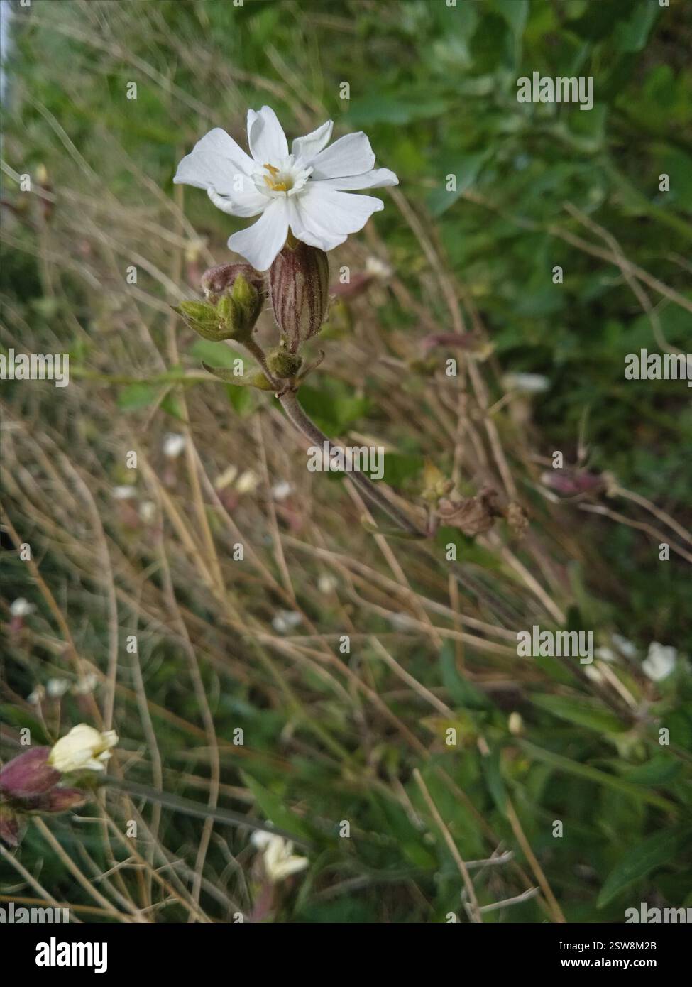 evening lychnis (Silene latifolia alba), Plantae, Новосибирская обл ...