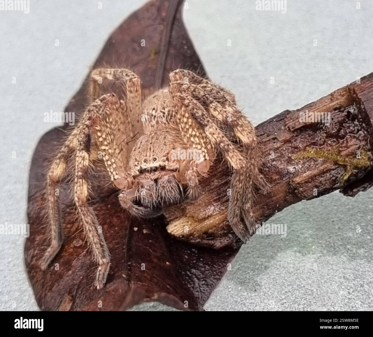 Beautiful Badge Huntsman (Neosparassus calligaster), Arachnida ...