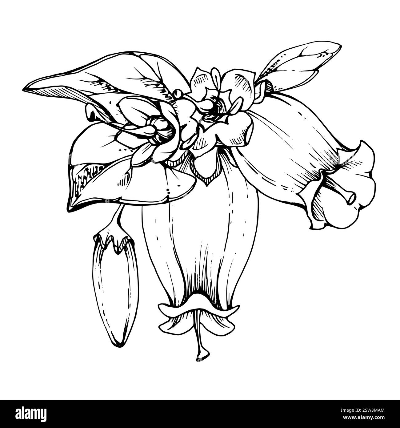 Blueberry white bell flower and bud with plant leaves, hand drawn in ...