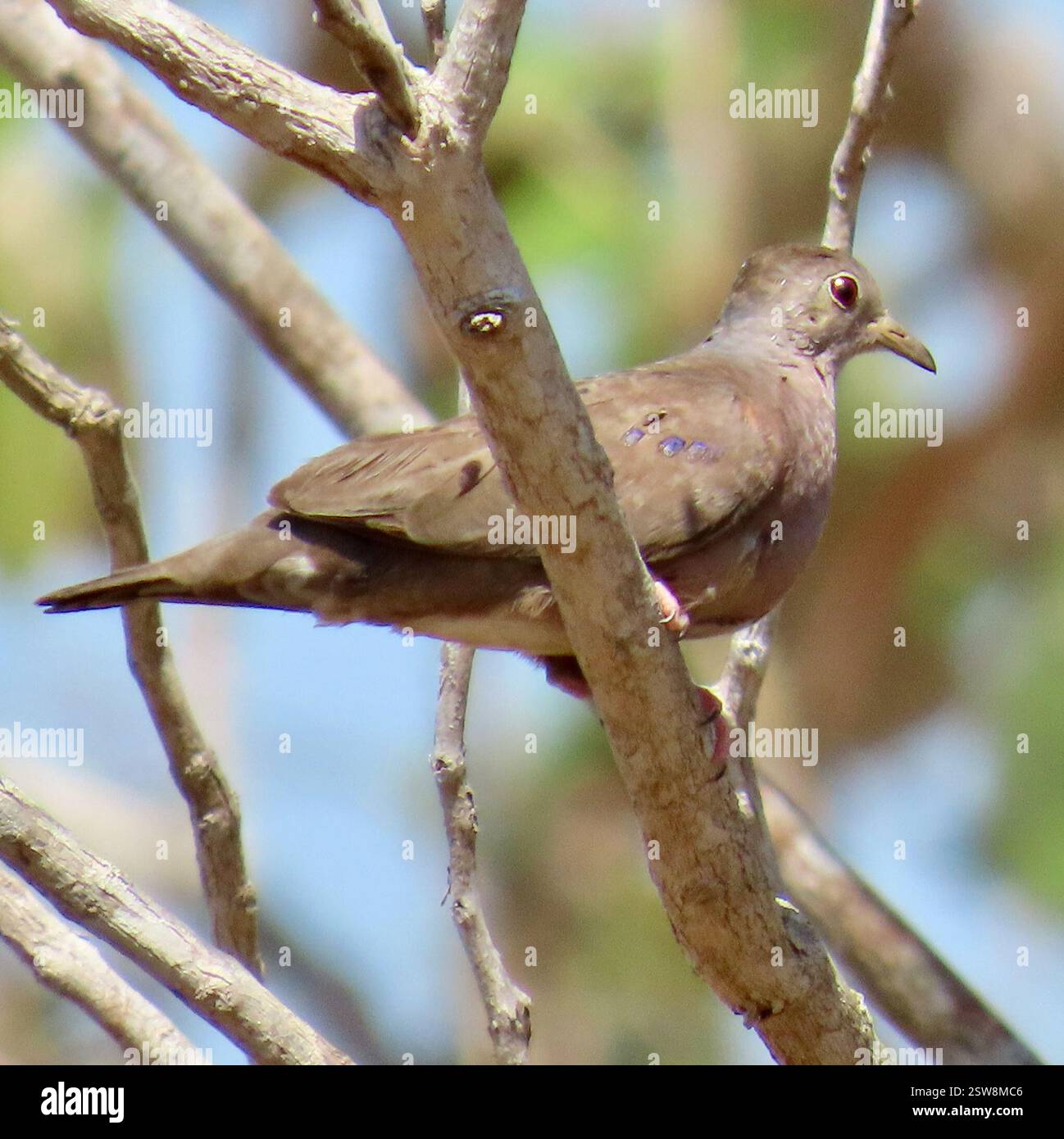 Ruddy Ground Dove (Columbina talpacoti), Aves, Cocle, PA, Ruddy Ground ...