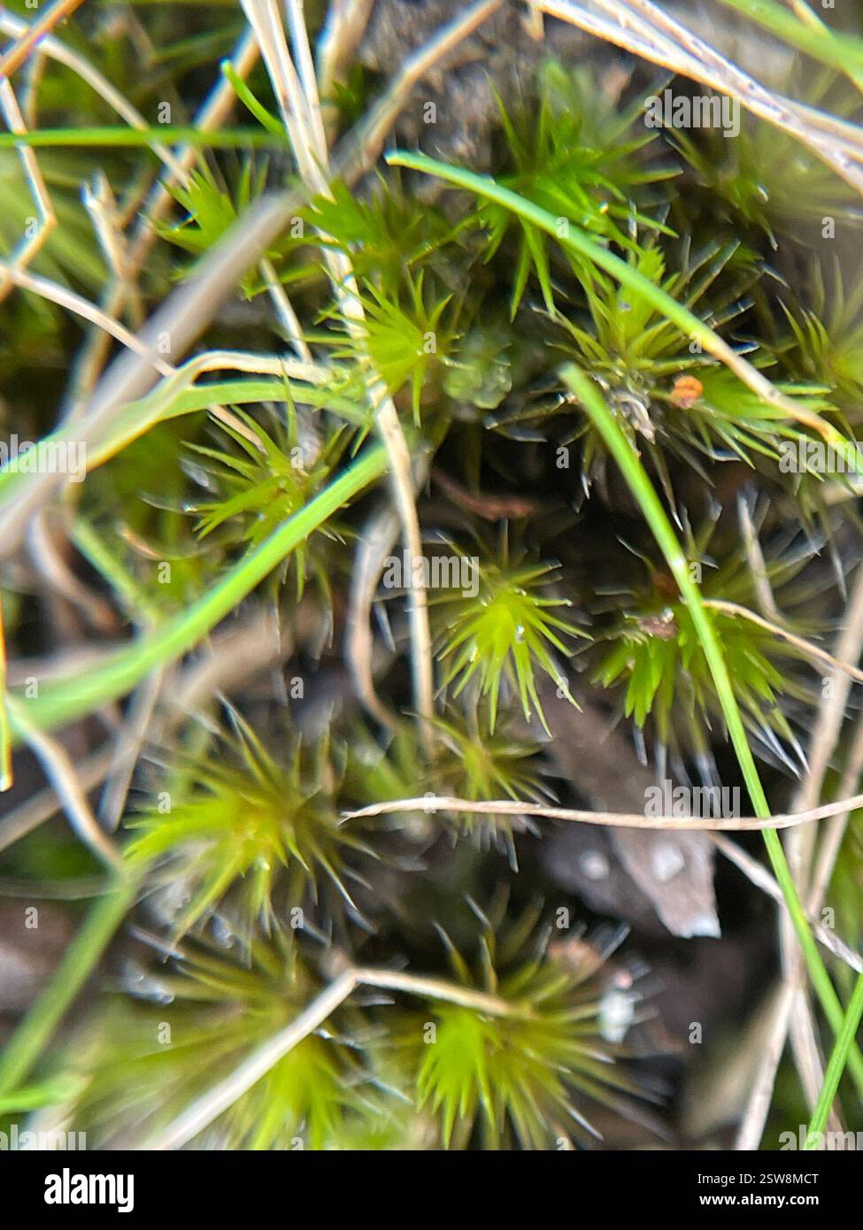 Heath Star-moss (Campylopus introflexus), Plantae, Melbourne VIC ...