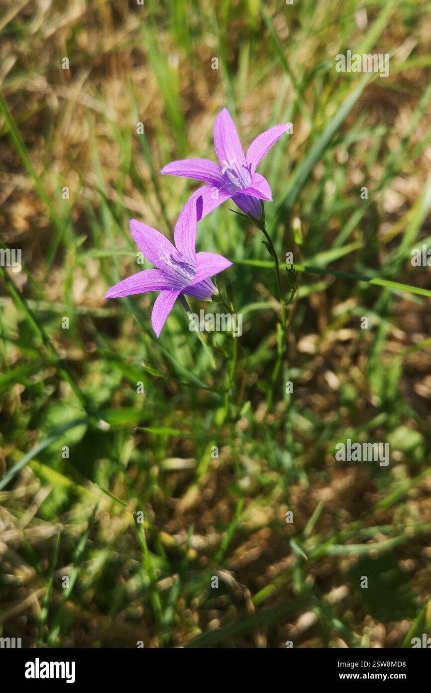 Spreading Bellflower (Campanula patula), Plantae, 78147 Vöhrenbach ...