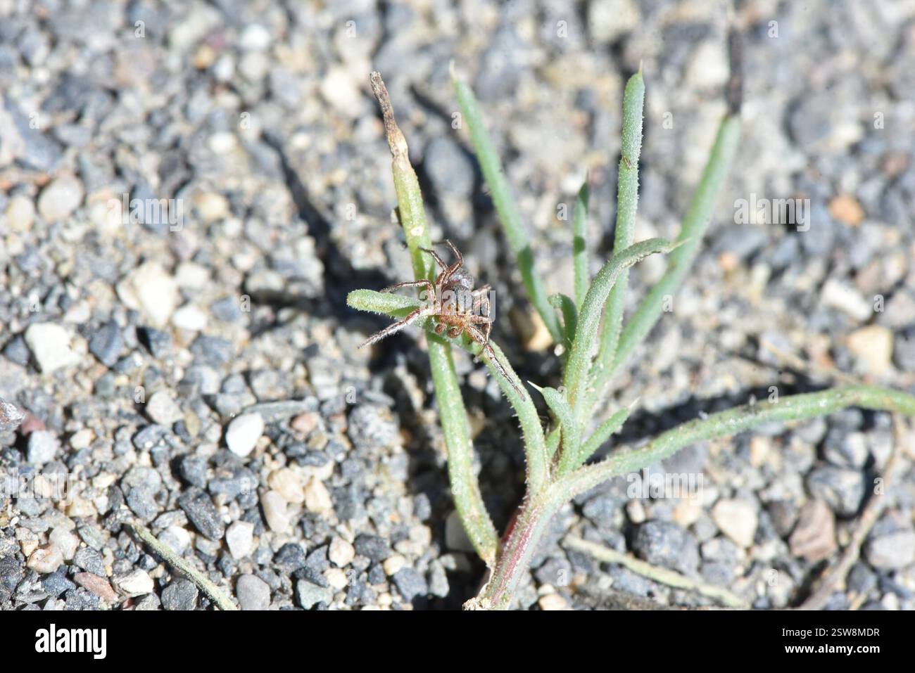 Thick-spined Jumping Spider (Tutelina similis), Arachnida, Thompson ...