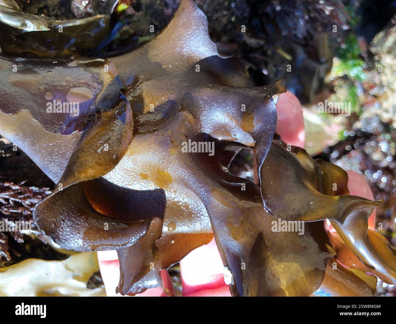 Iridescent Algae (Mazzaella), Plantae, Santa Cruz, California, United ...